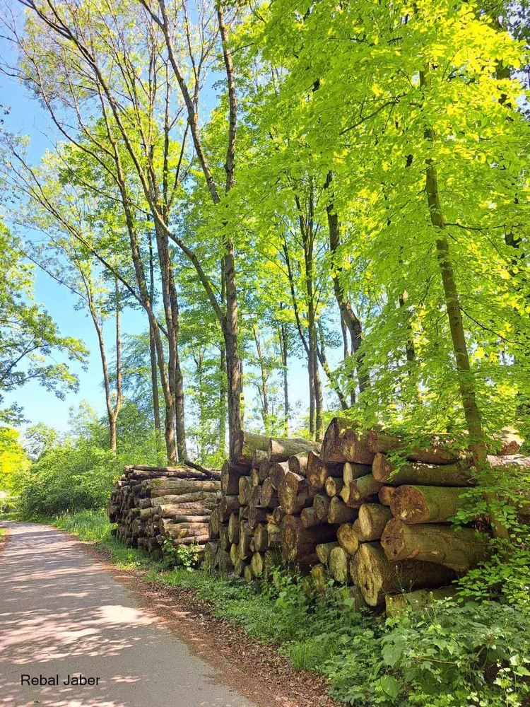Digital and Analog Integration for the Reuse of Tree Forks | Innovative ...