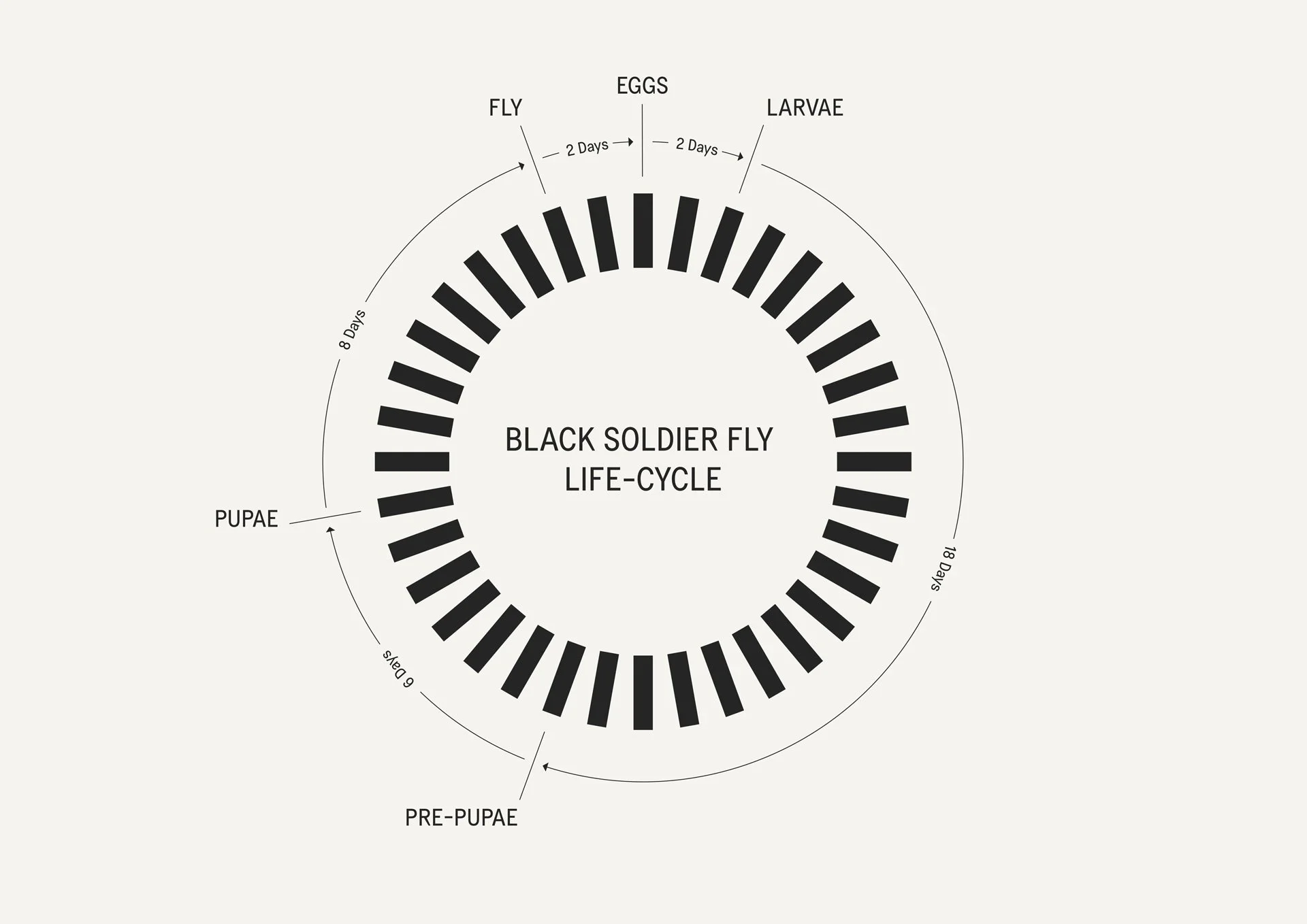 Black soldier fly larvae offer a multitude of benefits that make them ...