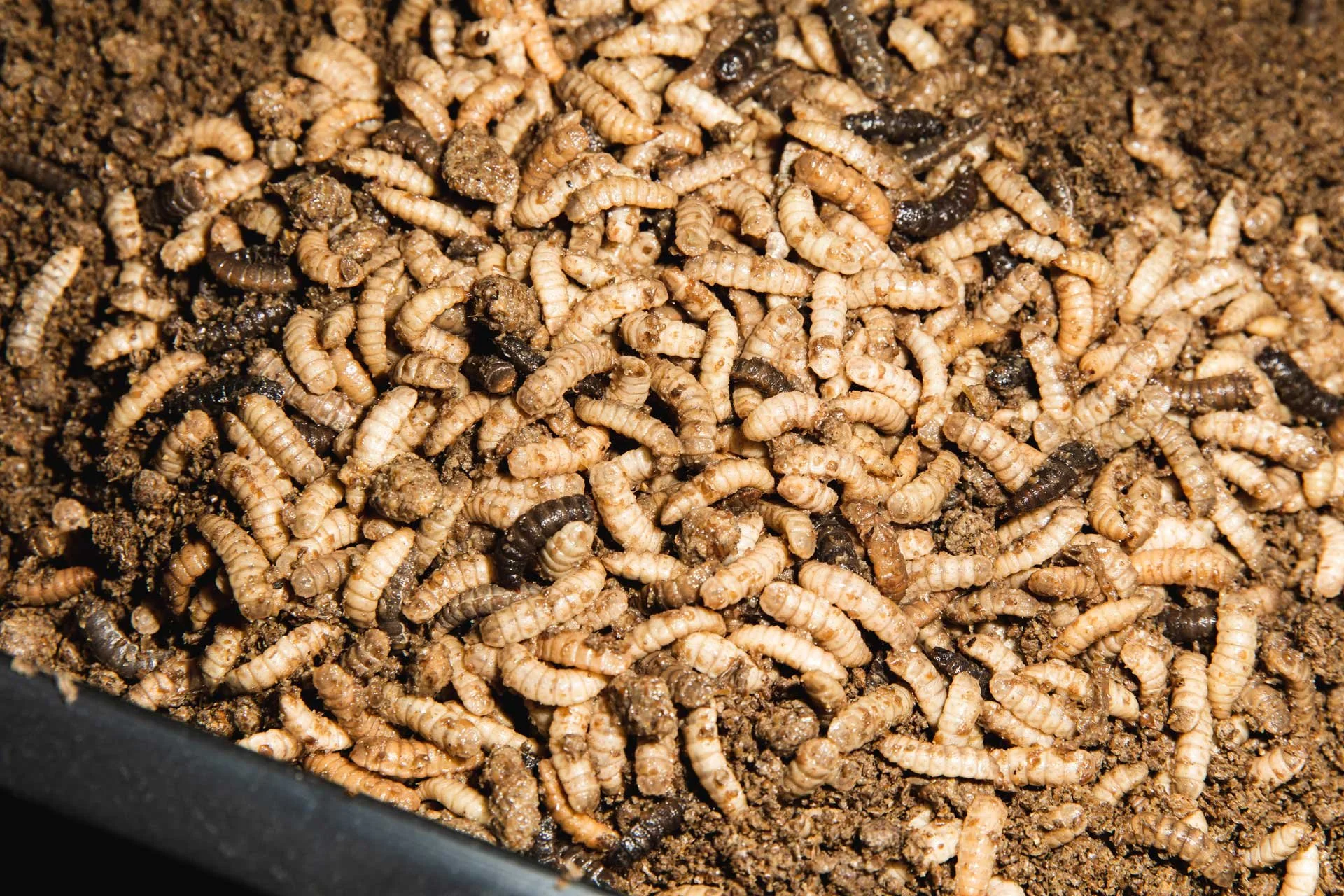 Entocycle | Insect Farming Technology