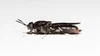 Black soldier fly larvae offer a multitude of benefits that make them ...