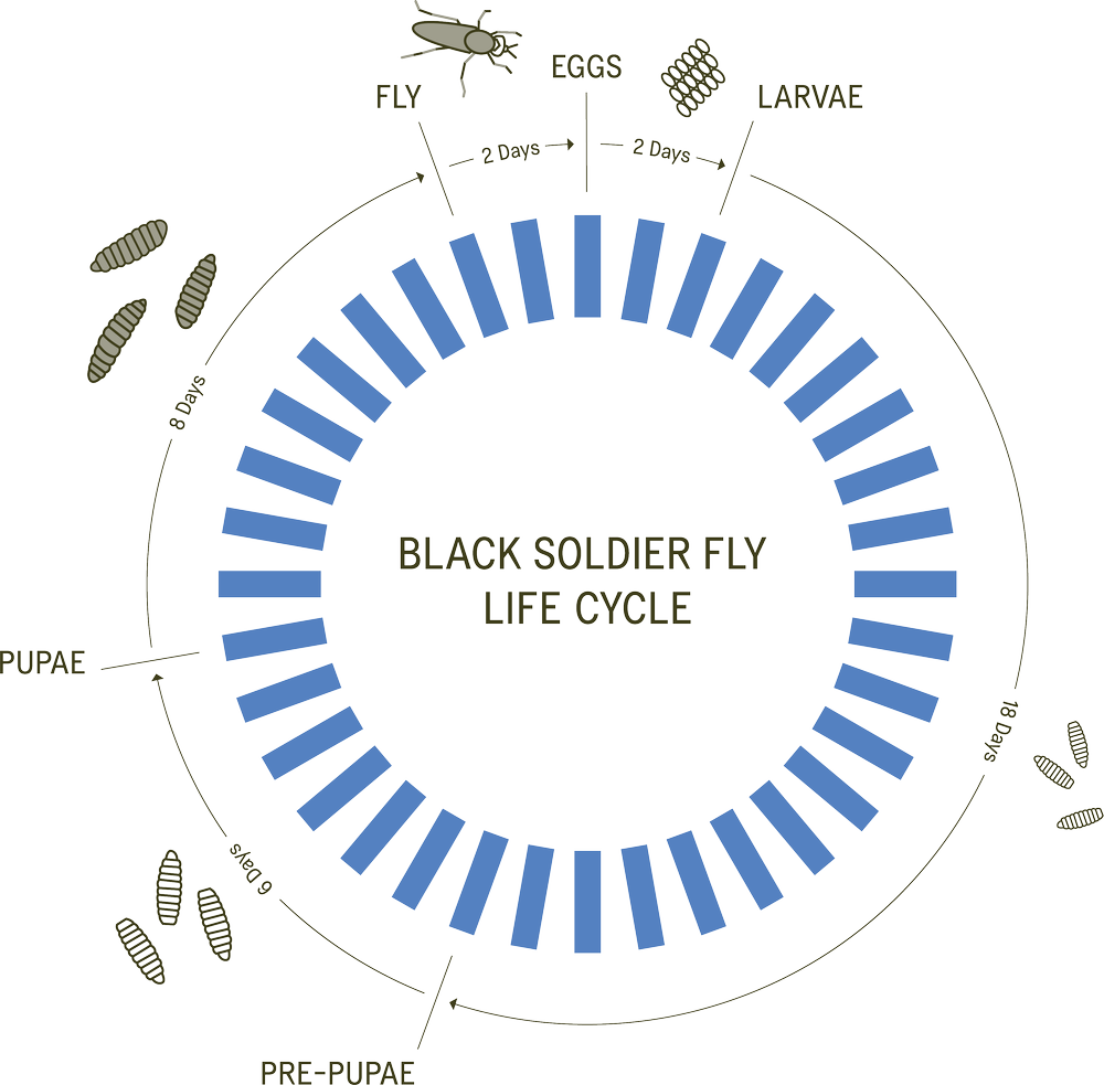 Modular insect farming technology — Entocycle | Insect Farming Technology