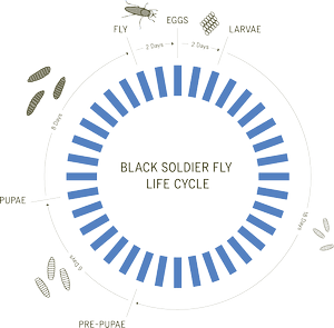 Modular insect farming technology — Entocycle | Insect Farming Technology