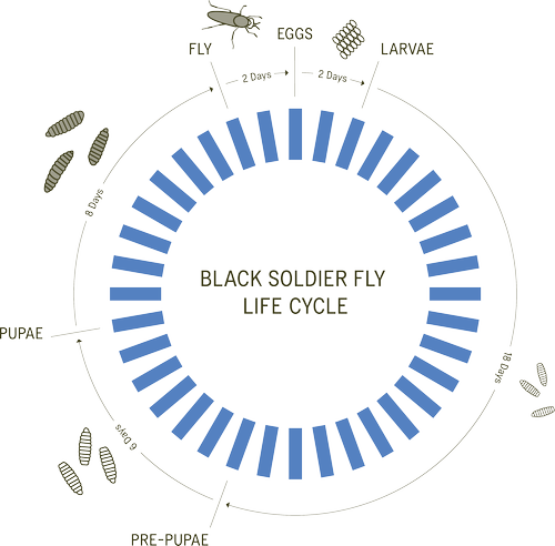 Modular insect farming technology — Entocycle | Insect Farming Technology