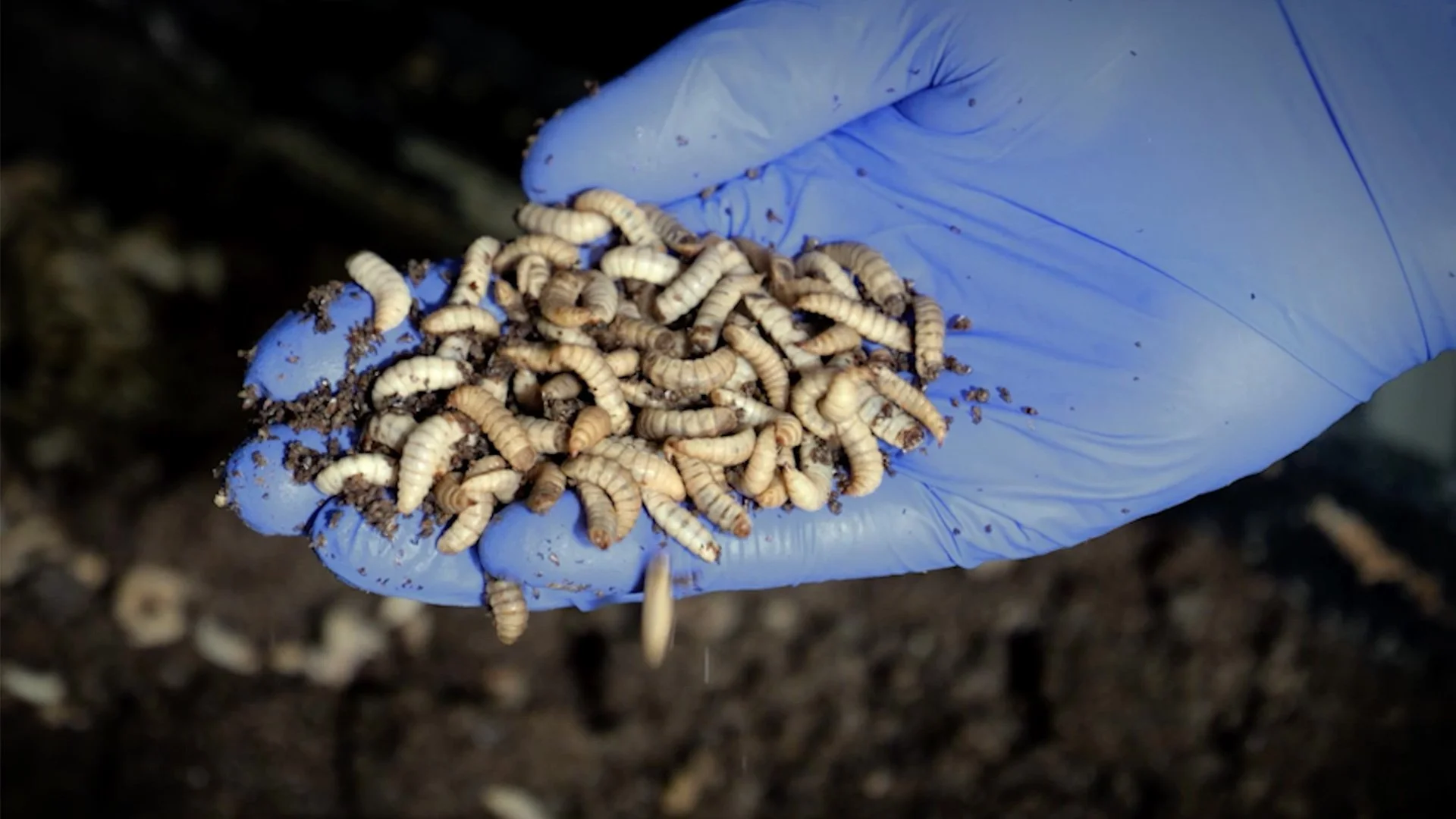 Who we are — Entocycle | Insect Farming Technology