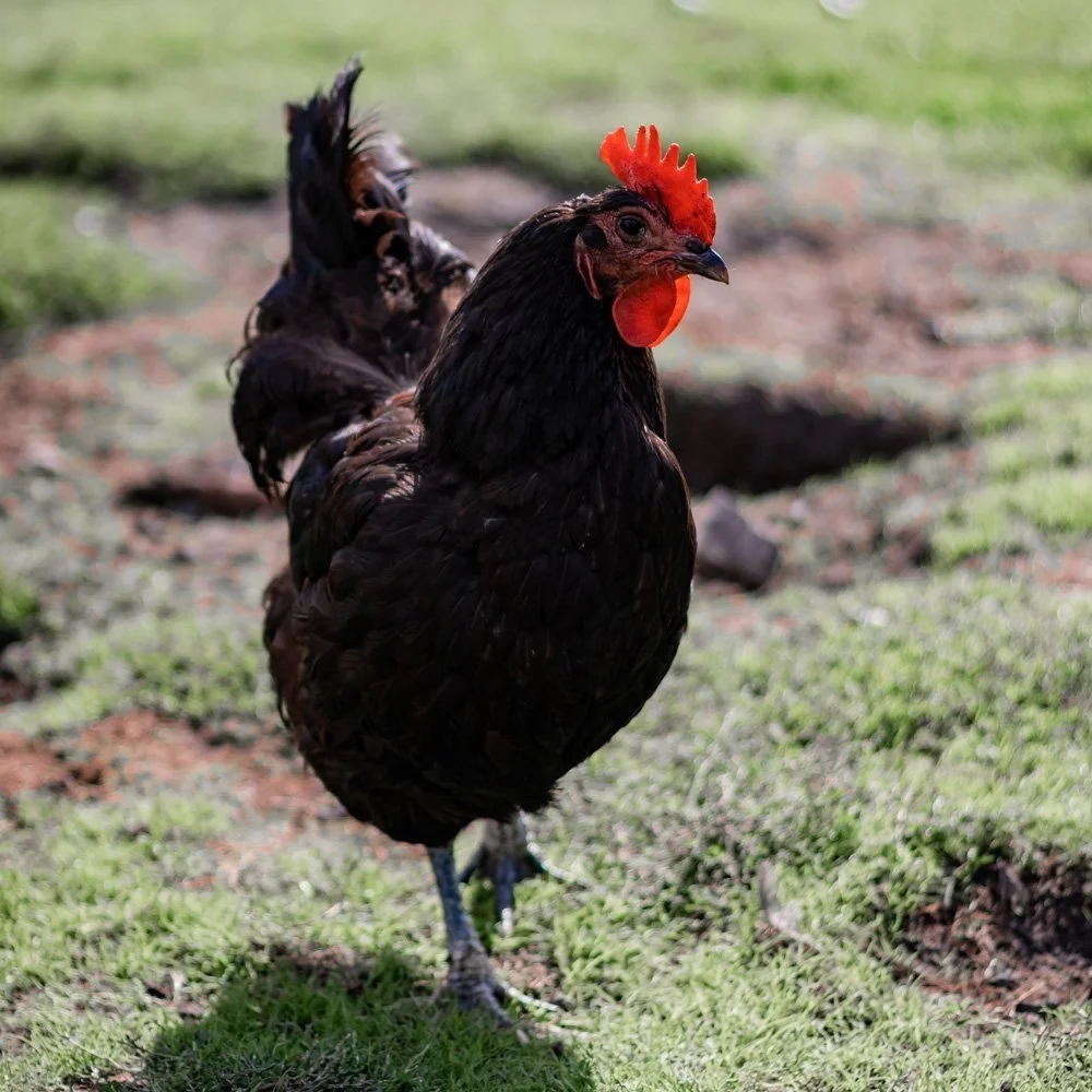 Commercial scale insect farm — Entocycle | Insect farms and insect ...