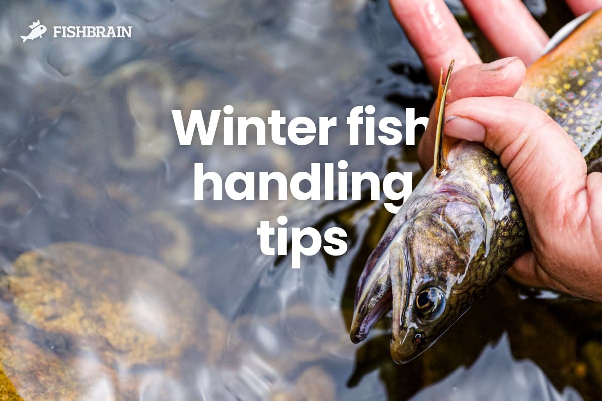 Winter fish handling tips — Sauk River Chain of Lakes Association
