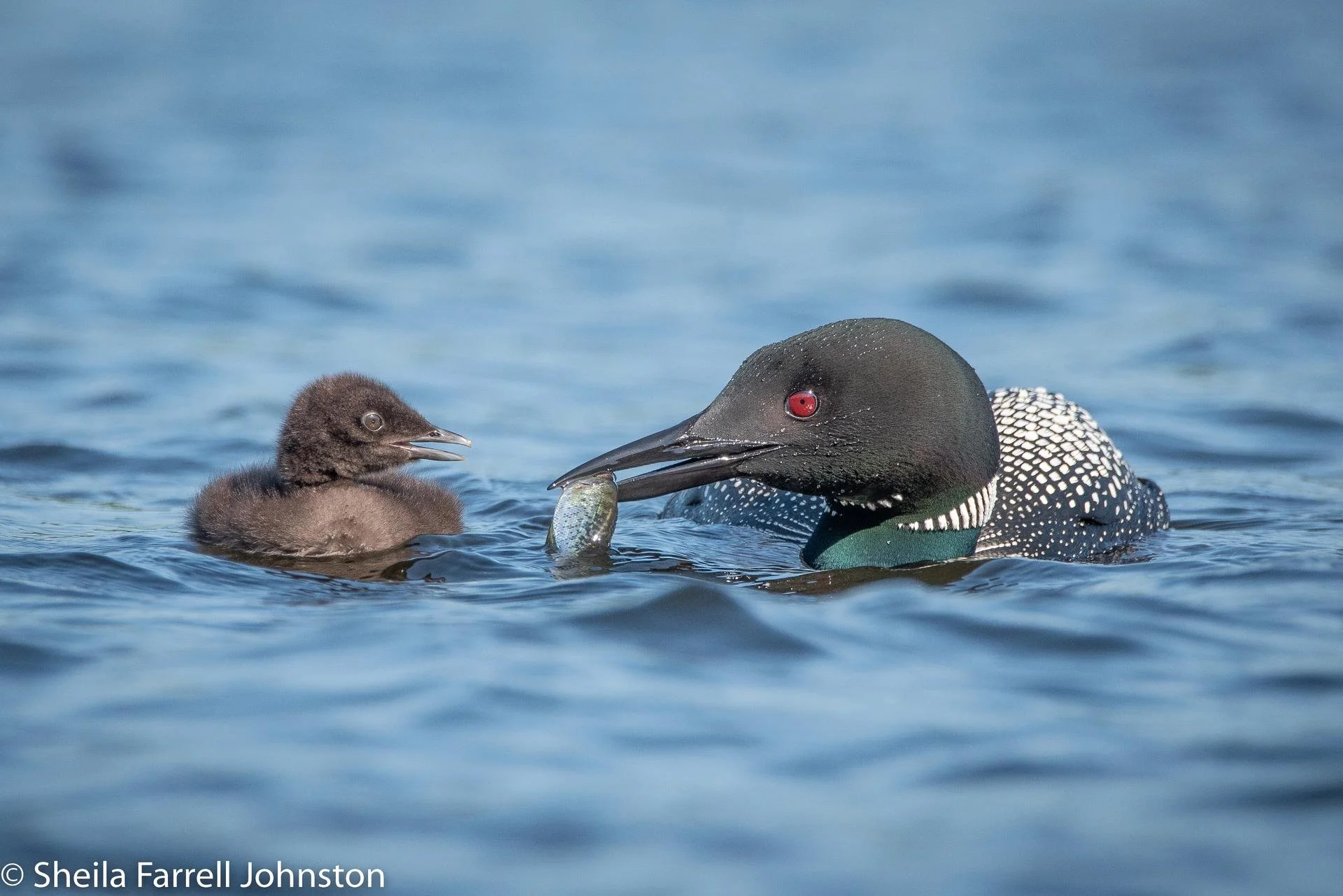 Protect the Loons and their chicks — Sauk River Chain of Lakes Association
