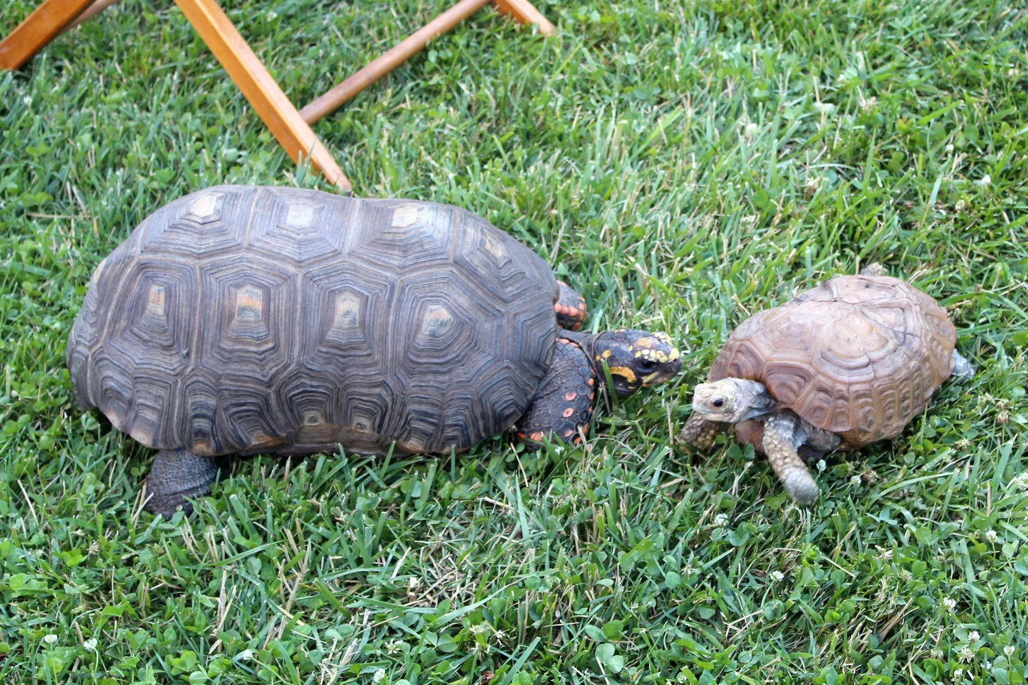 The 2024 Sara the Turtle Festival on June 24 featured live animals ...