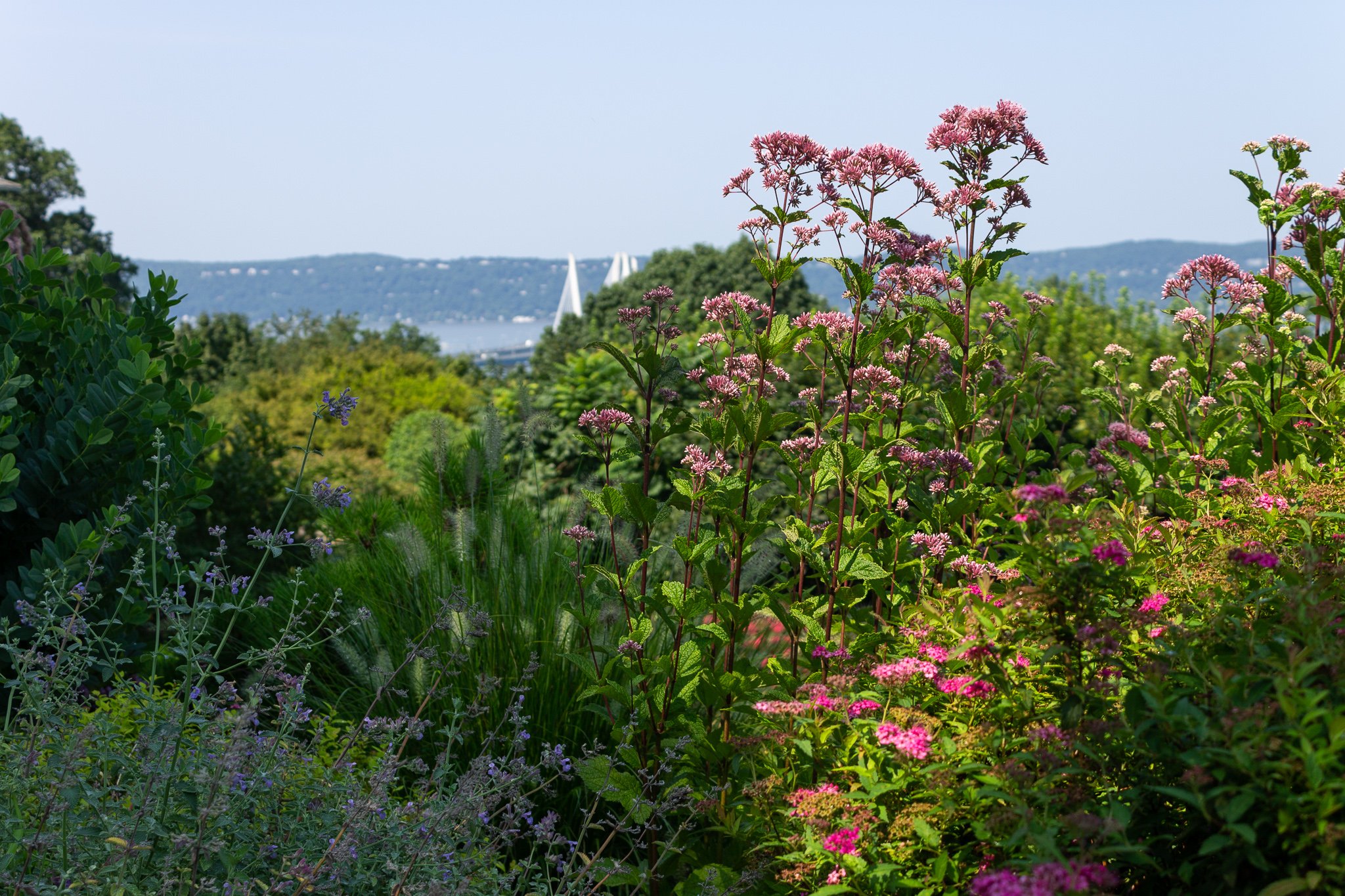 Sweet Clover | Case Study Brands