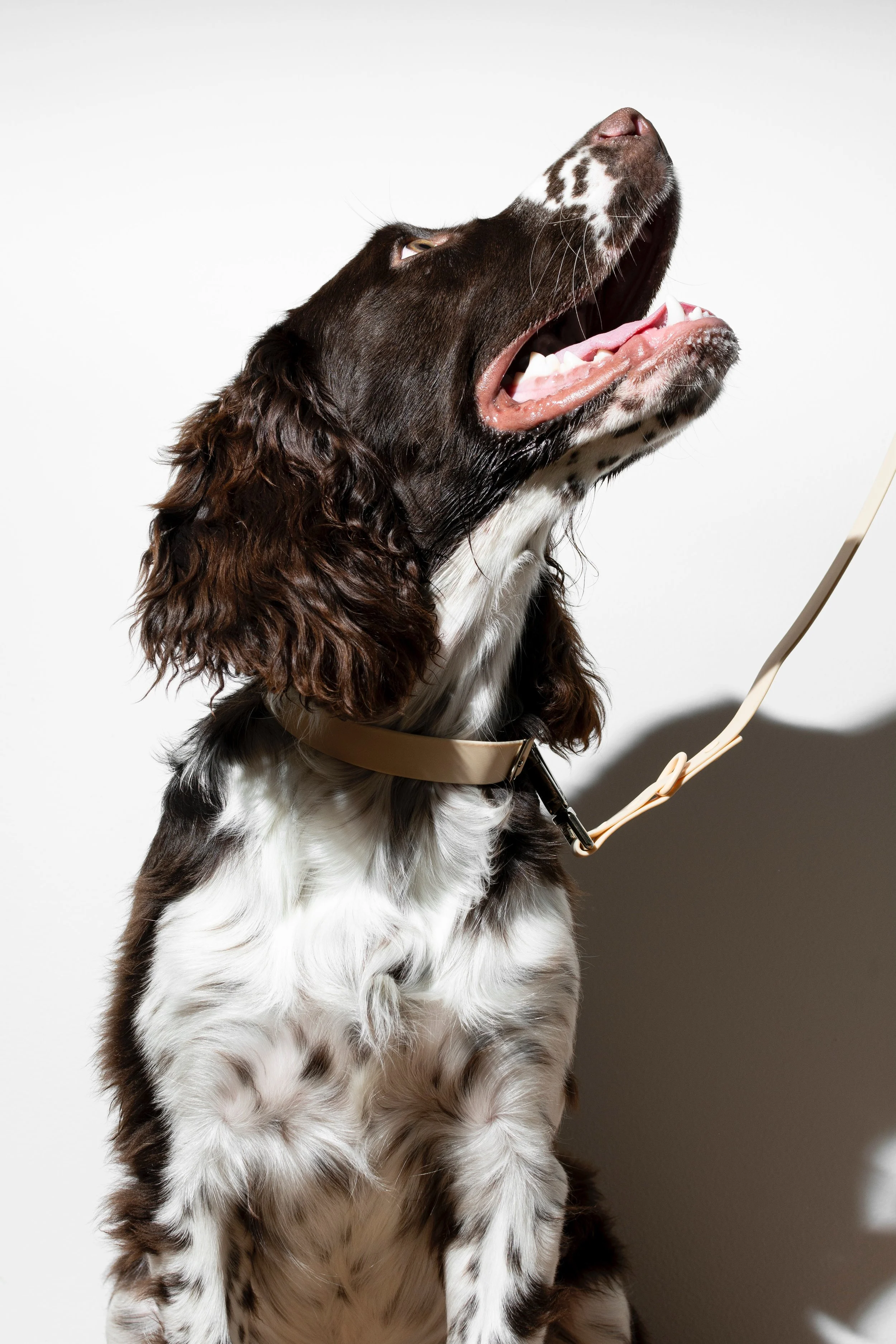 Focused Fido Dog & Puppy Services North Dallas
