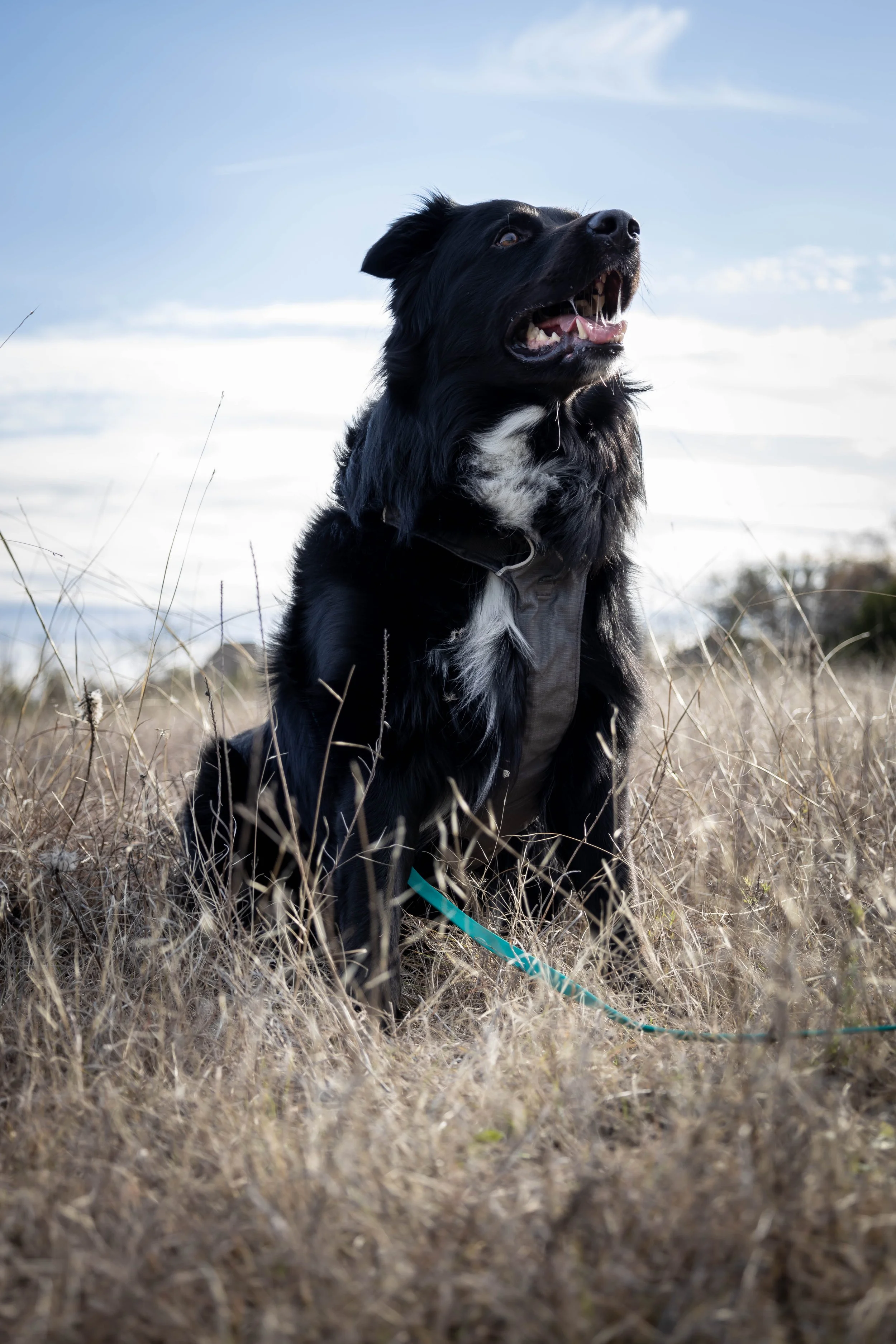 Focused Fido Dog & Puppy Services North Dallas