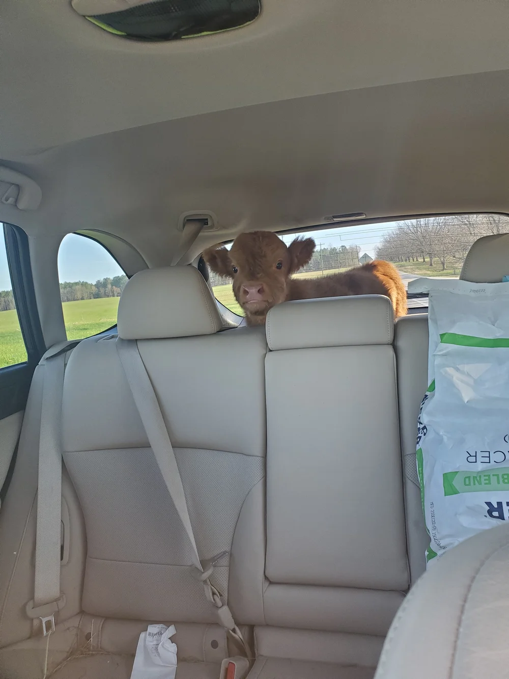 Gallery — Safe Harbor Farm and Rescue