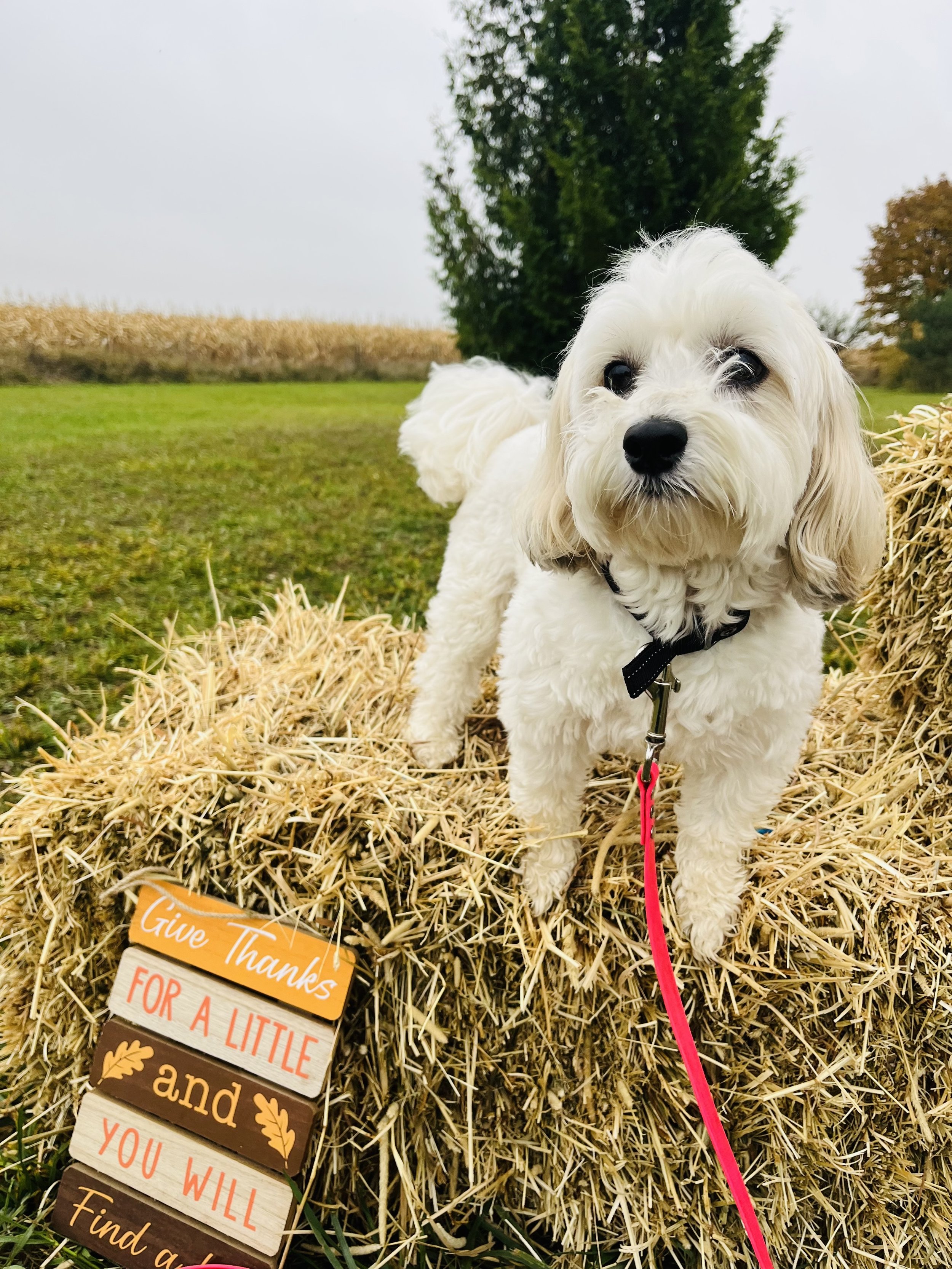 Sweet Dreams Luxury Pet Resort