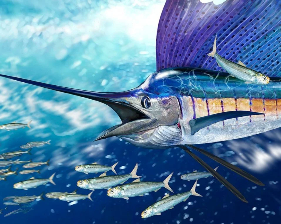 Sailfish Wallpaper