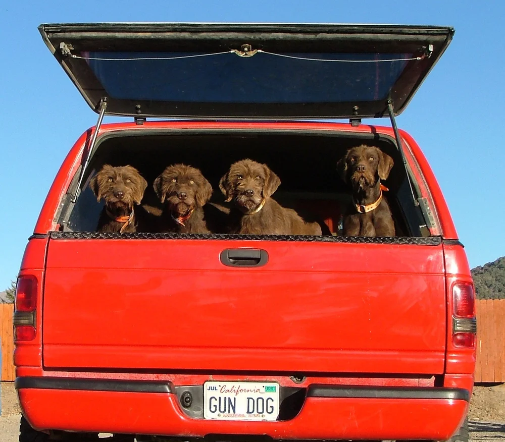 Dreamwork Gun Dogs
