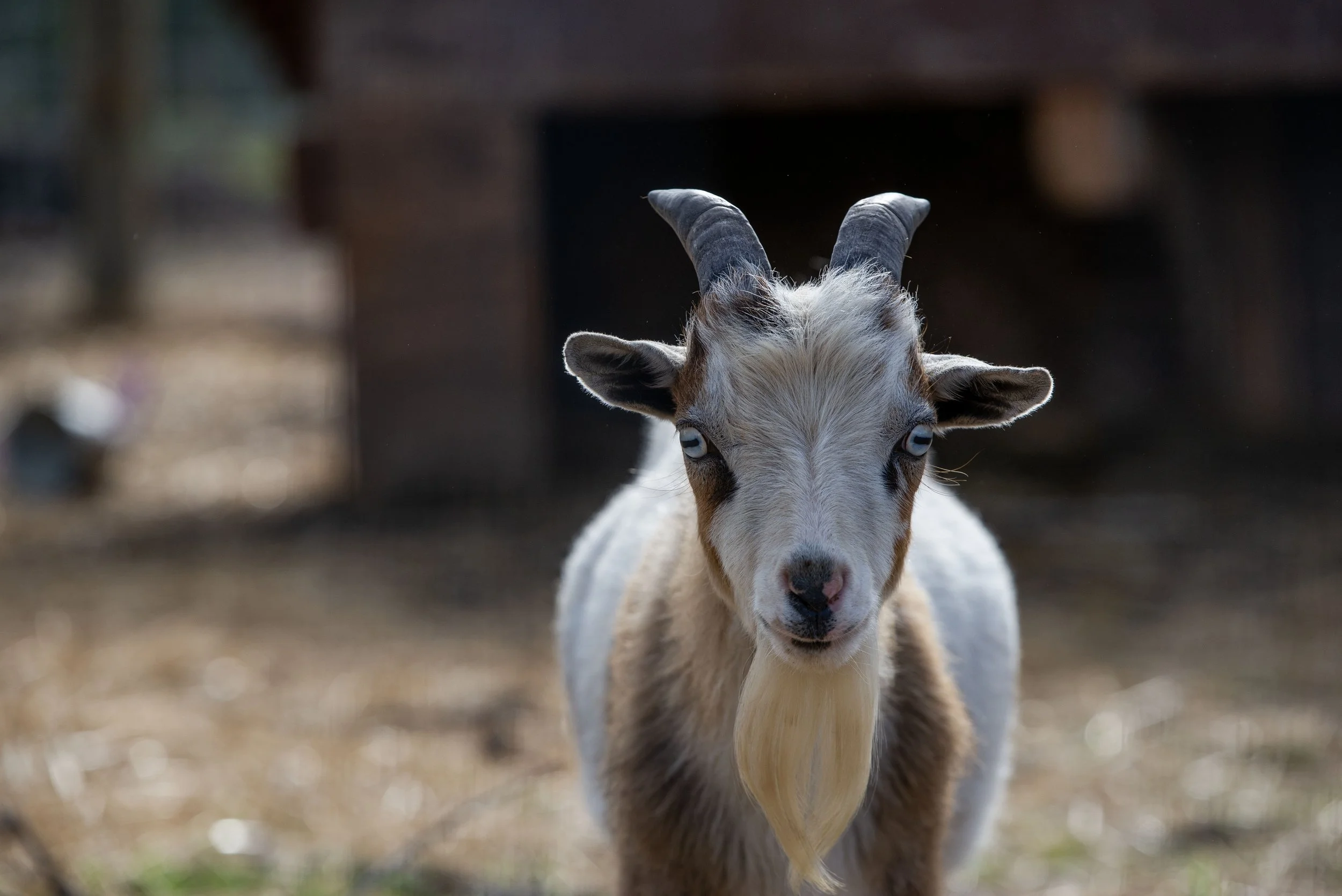 Bucks — Little Moose Farms