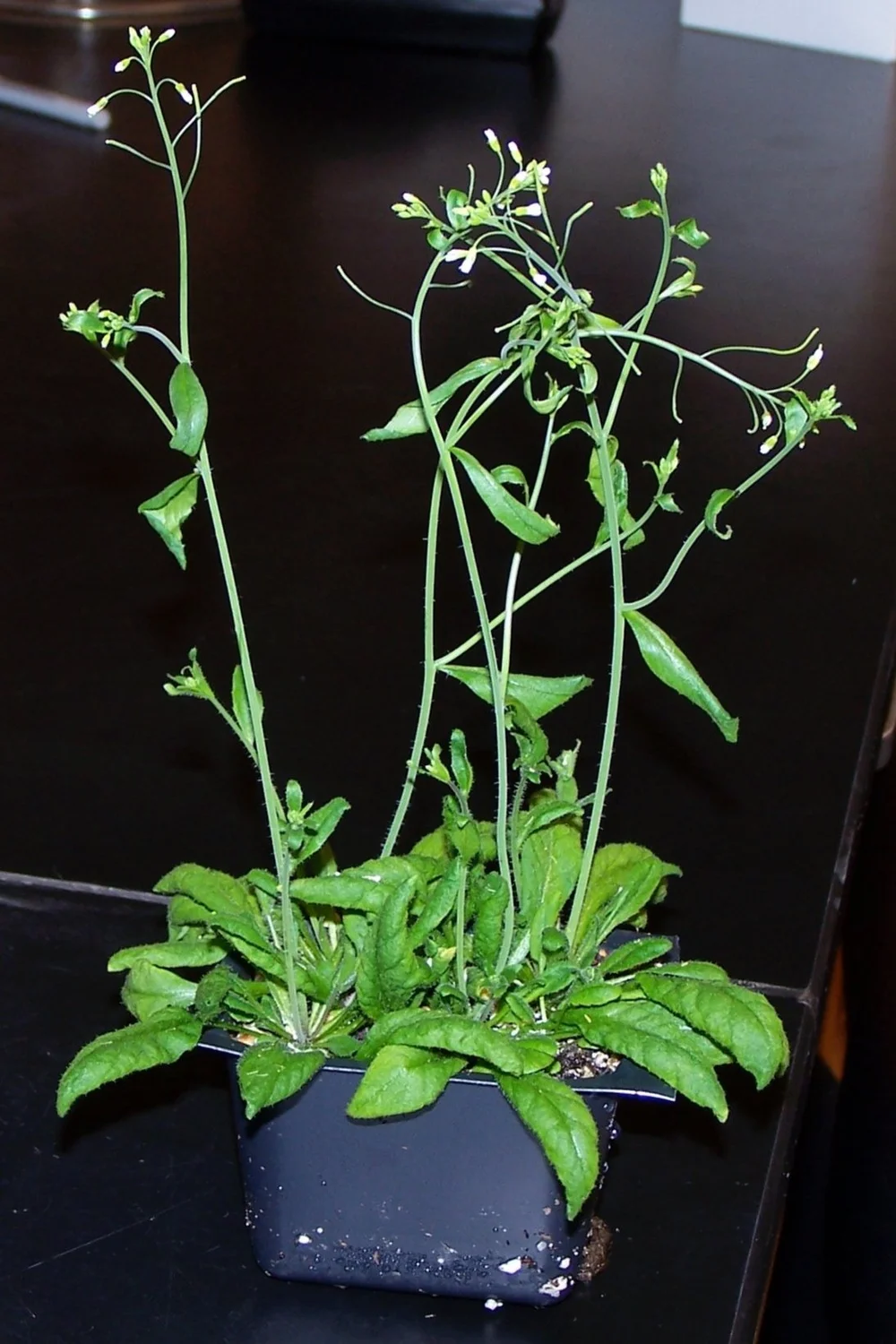 Arabidopsis Community as supported by NAASC