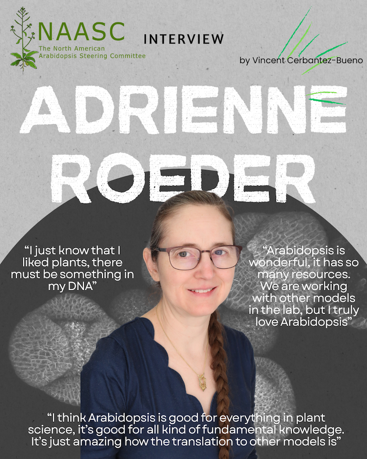 Adrienne Roeder and her love of visualizing plant development ...