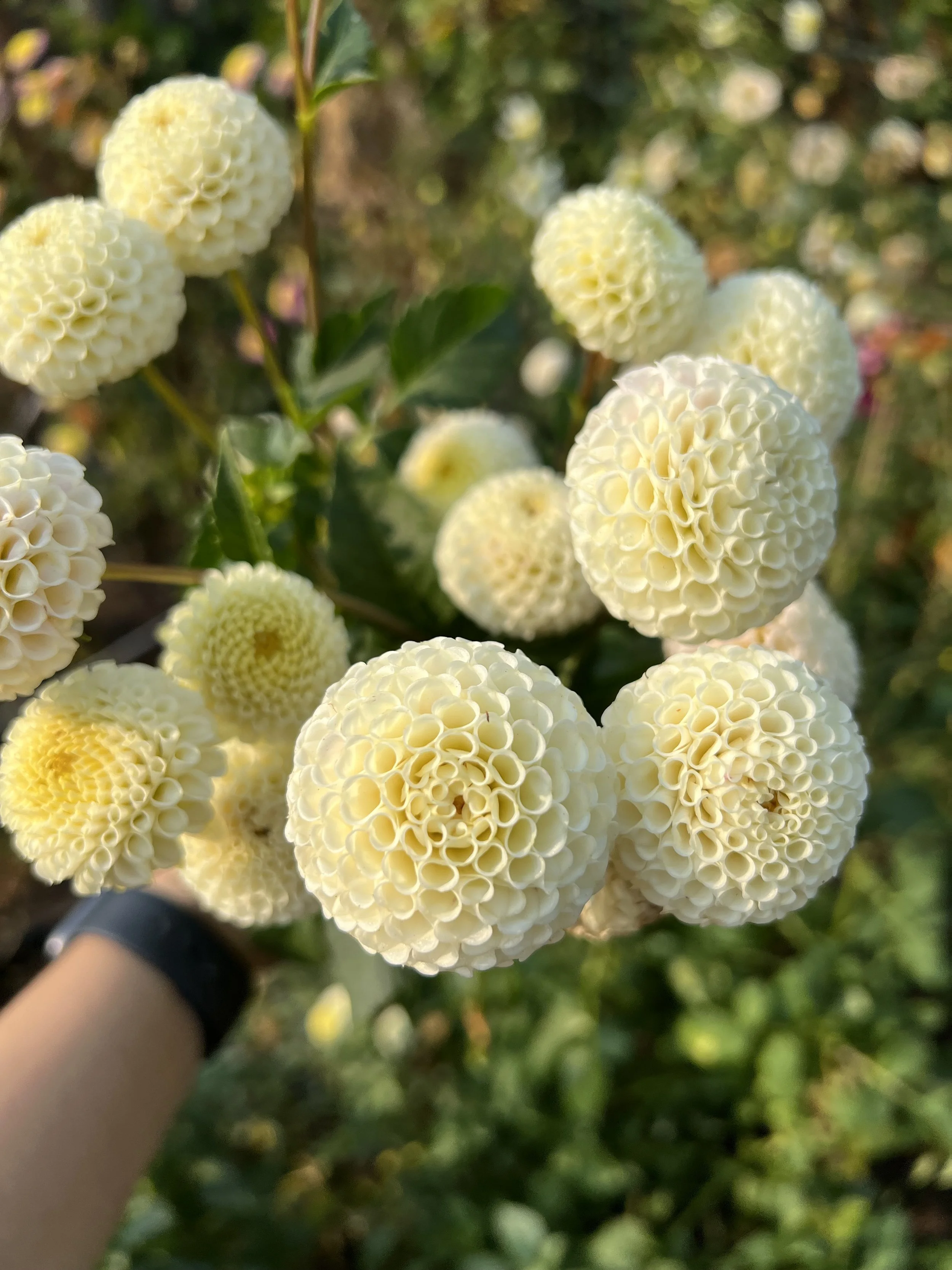 Store — Micro Flower Farm