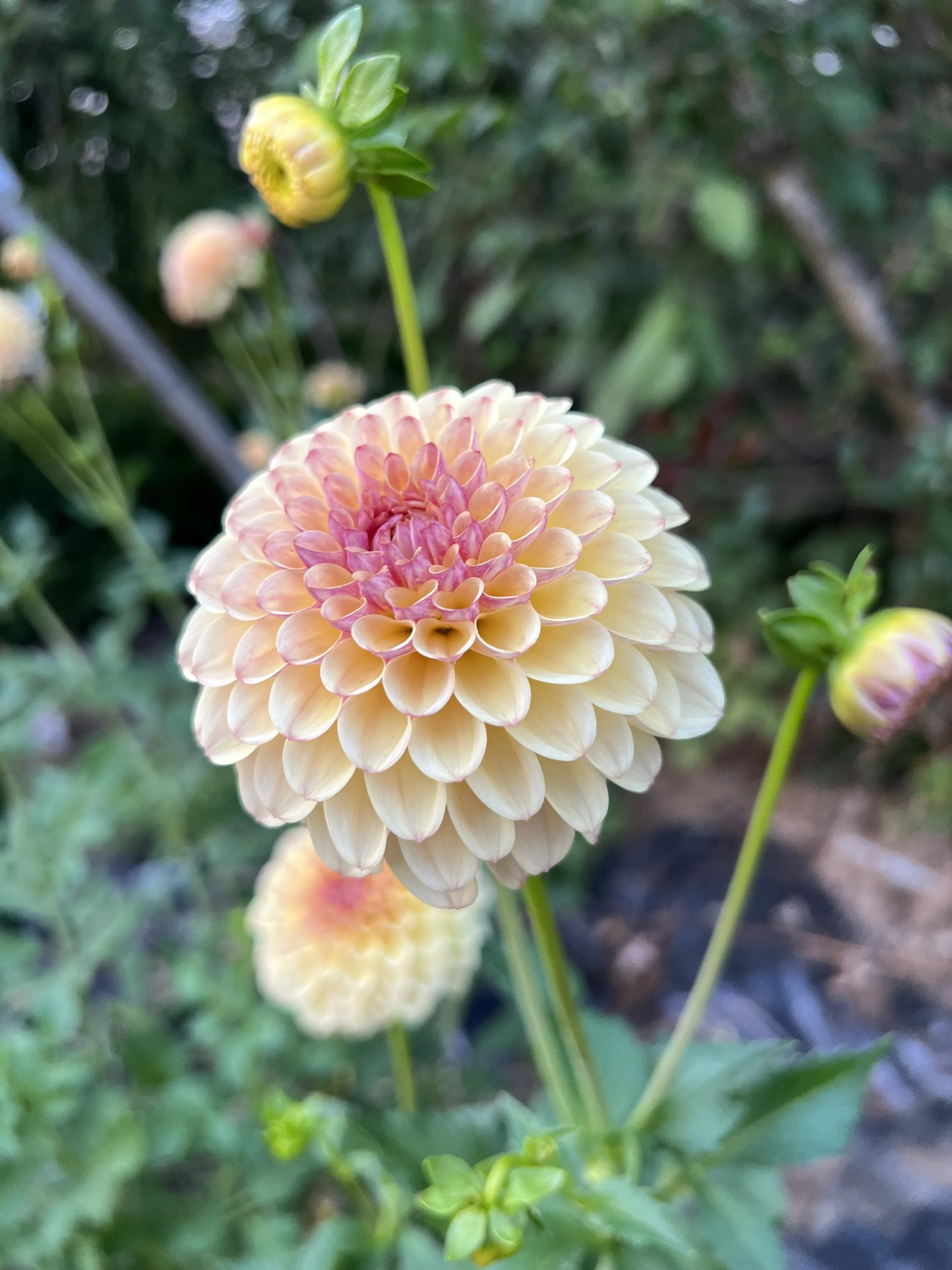 Store — Micro Flower Farm