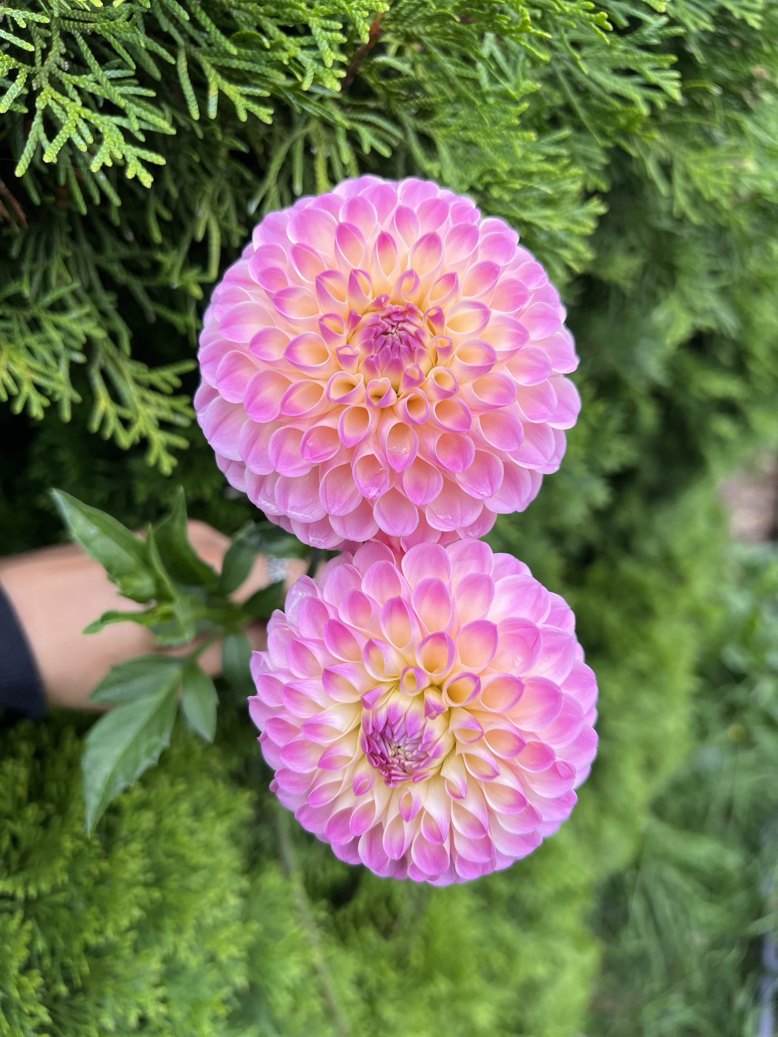 Store — Micro Flower Farm