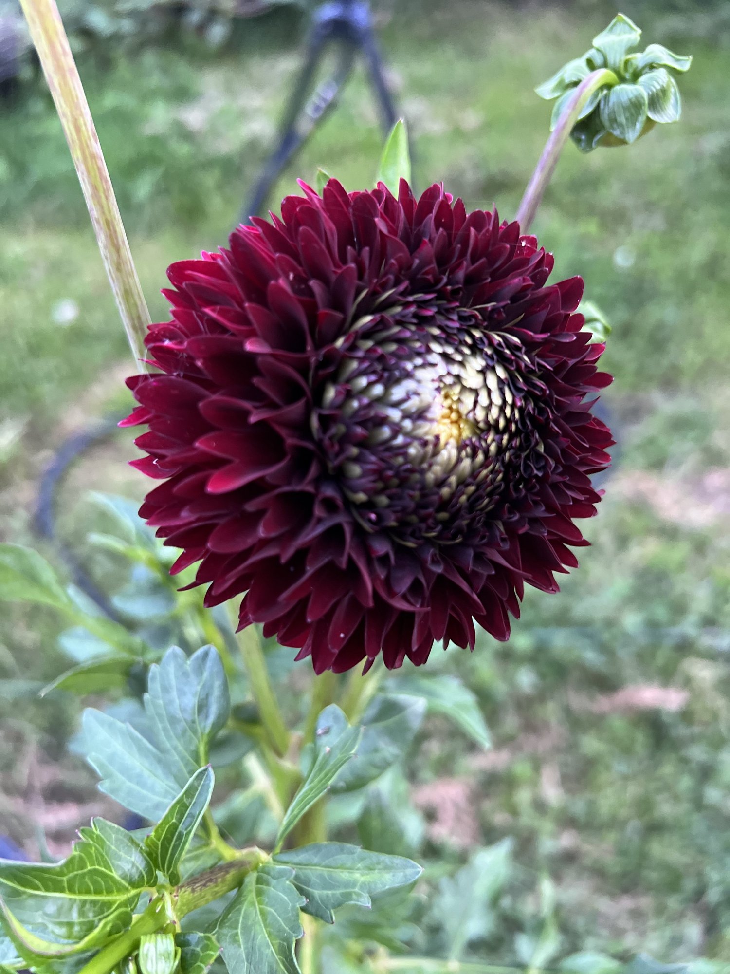 Store — Micro Flower Farm