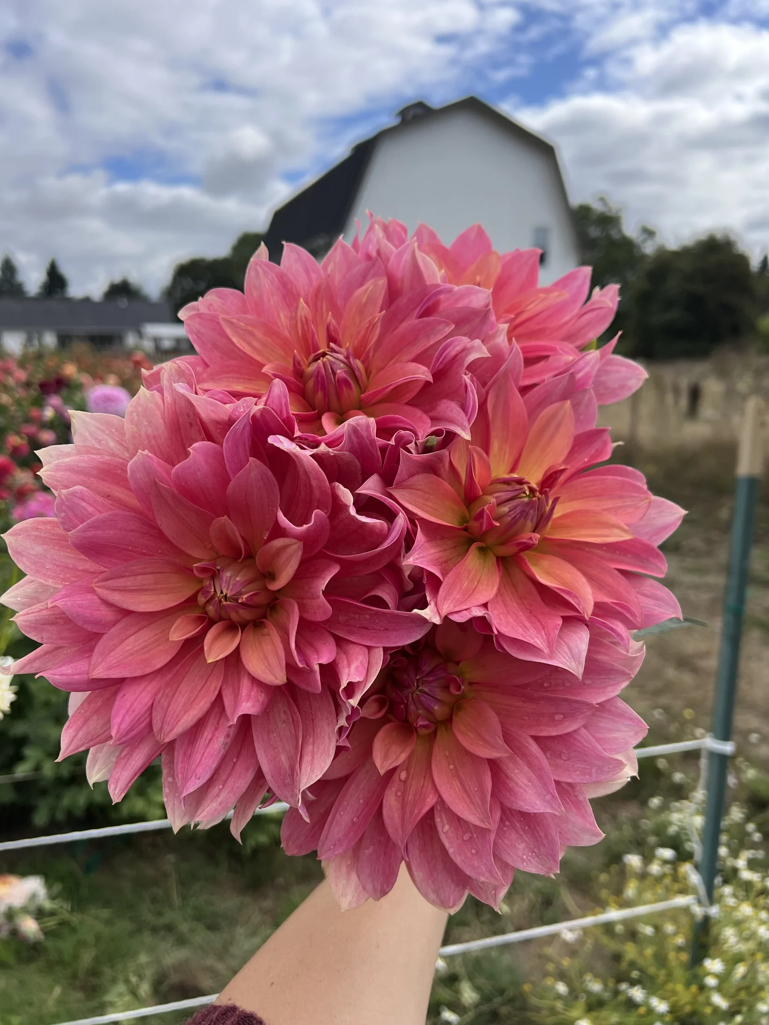 Store — Micro Flower Farm