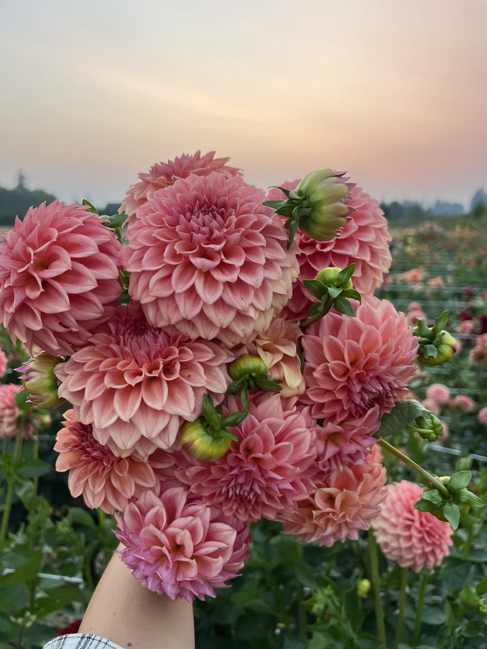 Store — Micro Flower Farm