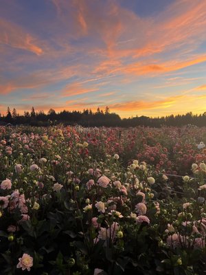 Store — Micro Flower Farm