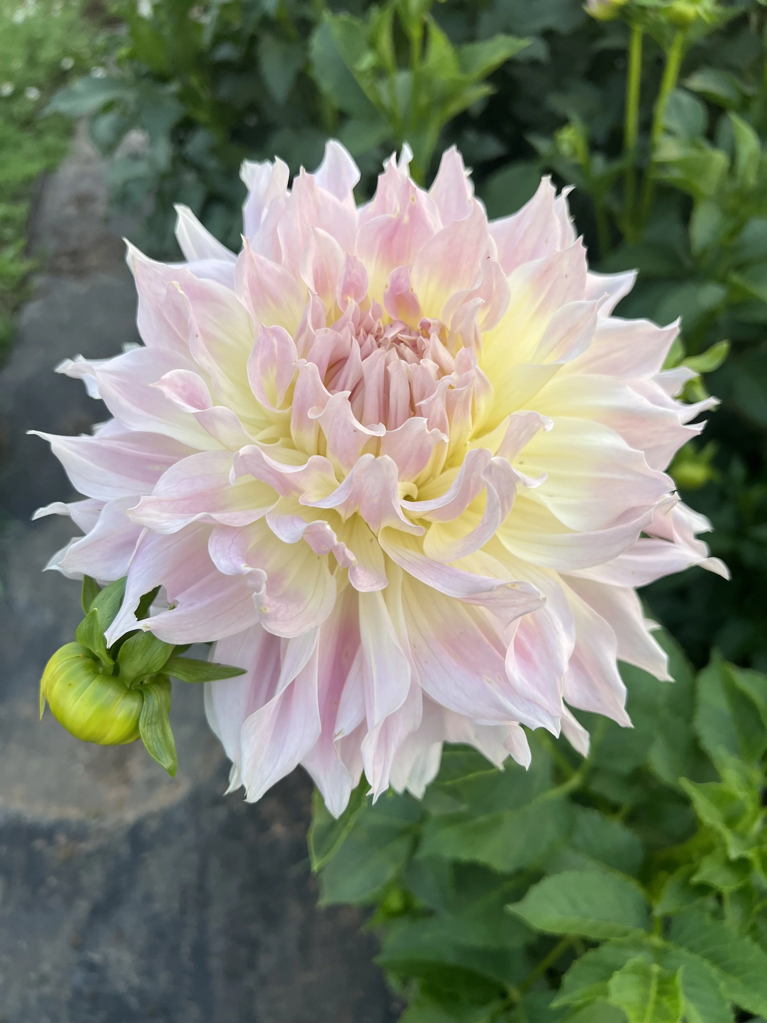 Store — Micro Flower Farm