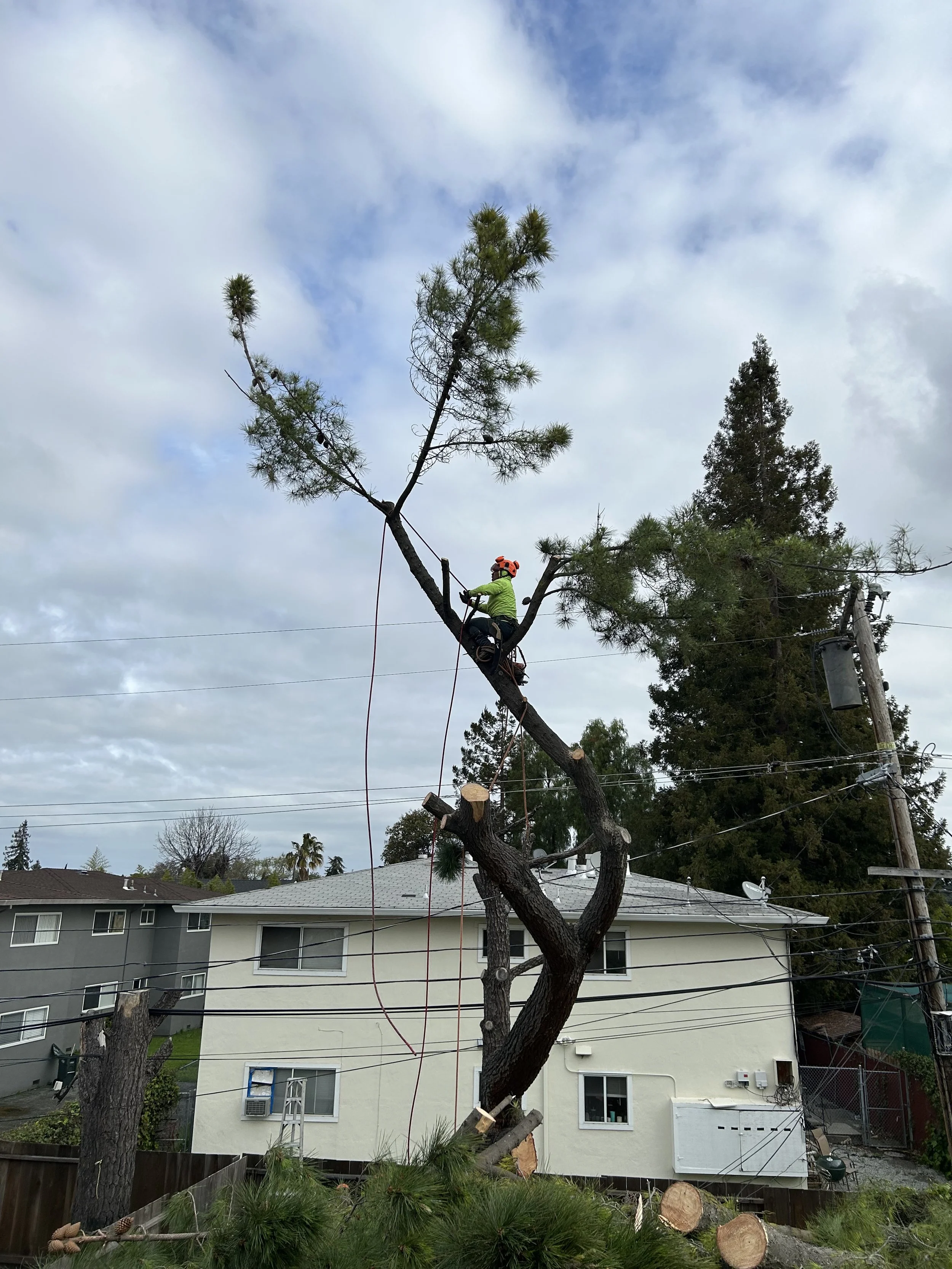 JJI Tree Service