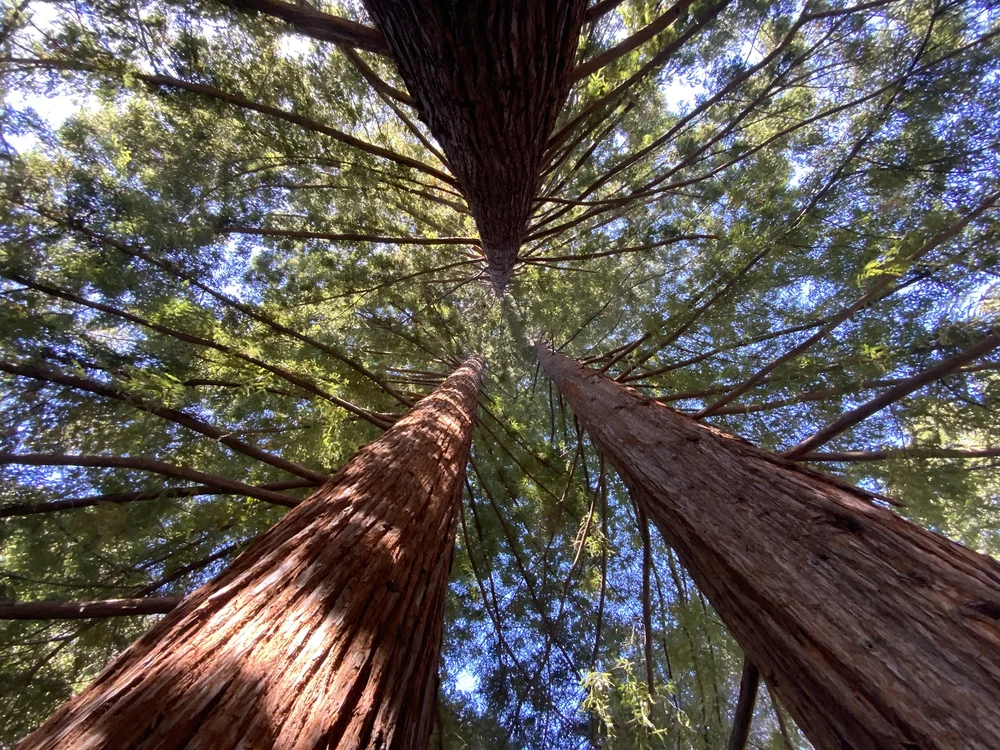 Expert Tree Care Services in the Bay Area - JJITrees