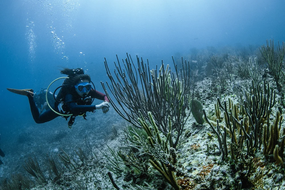 Rivieria Maya Experience — Aquatech Divers