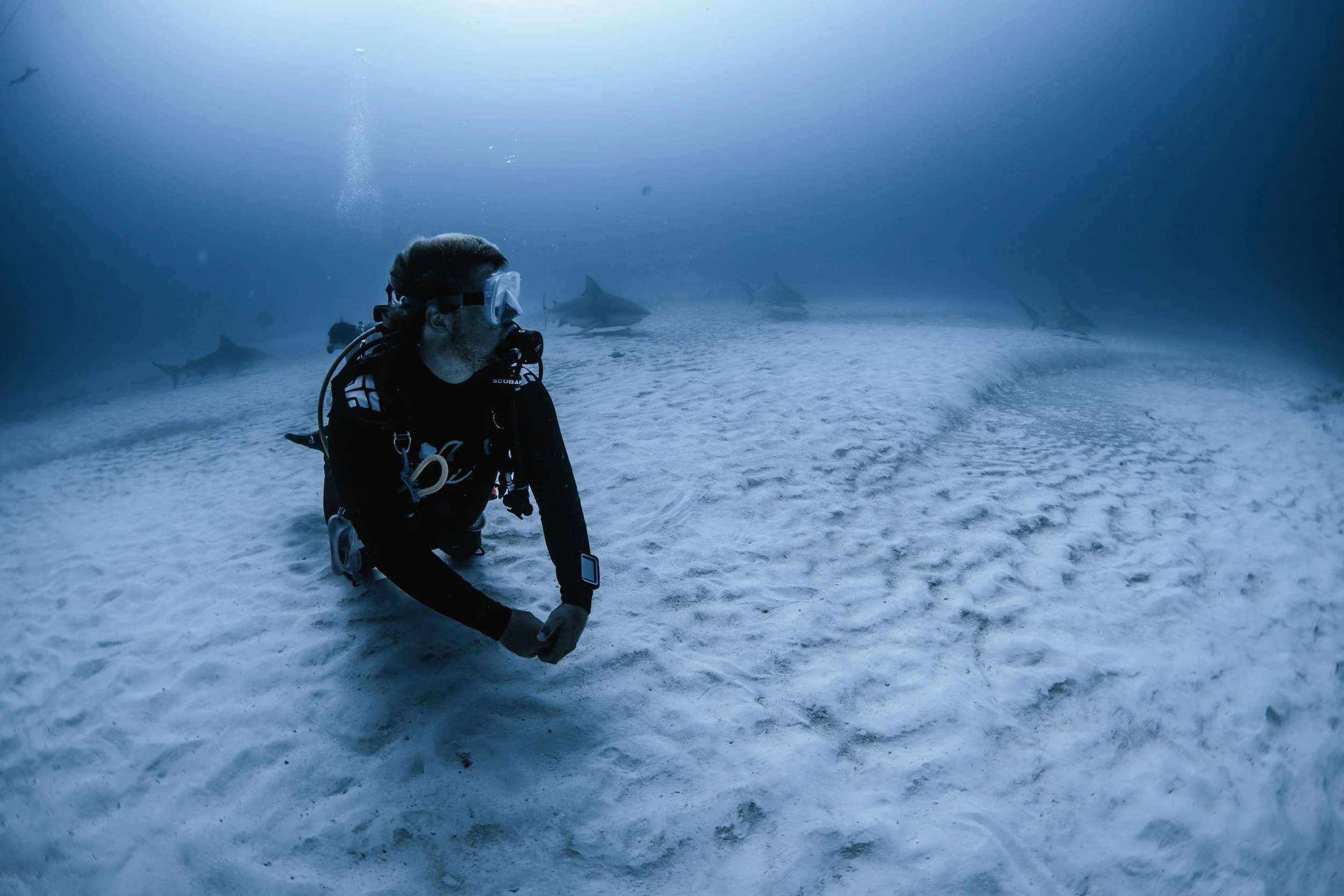 Bull Shark Diving — Aquatech Divers