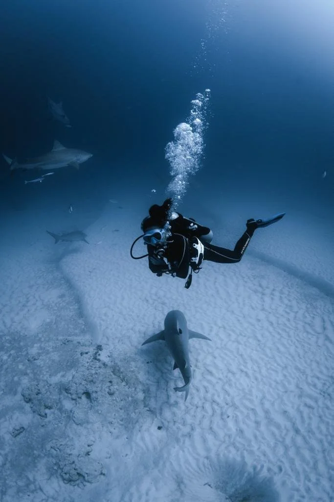 Diving in Playa del Carmen, Cozumel and Tulum with Aquatech Divers