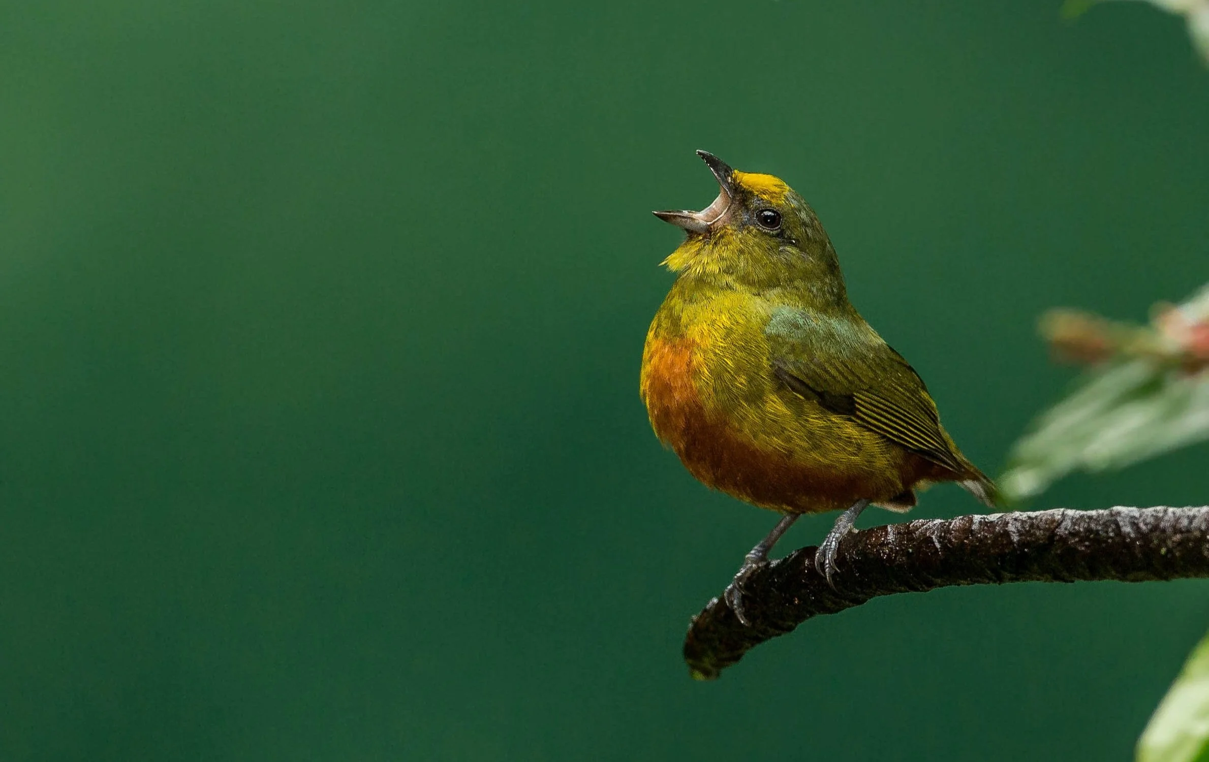 Why do birds chirp in the morning? — Today You Should Know