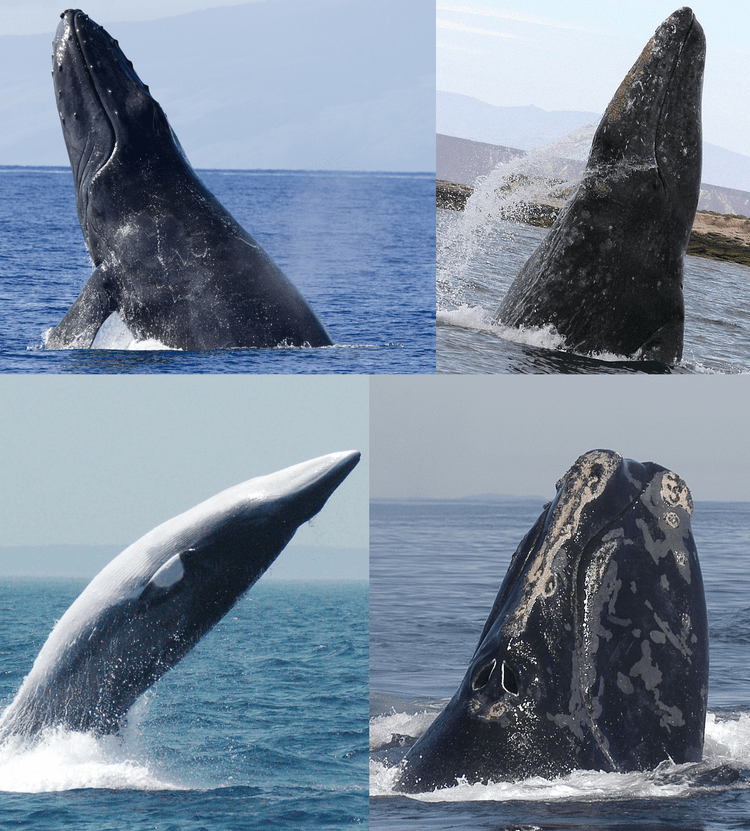 How do whales communicate with each other? — Today You Should Know