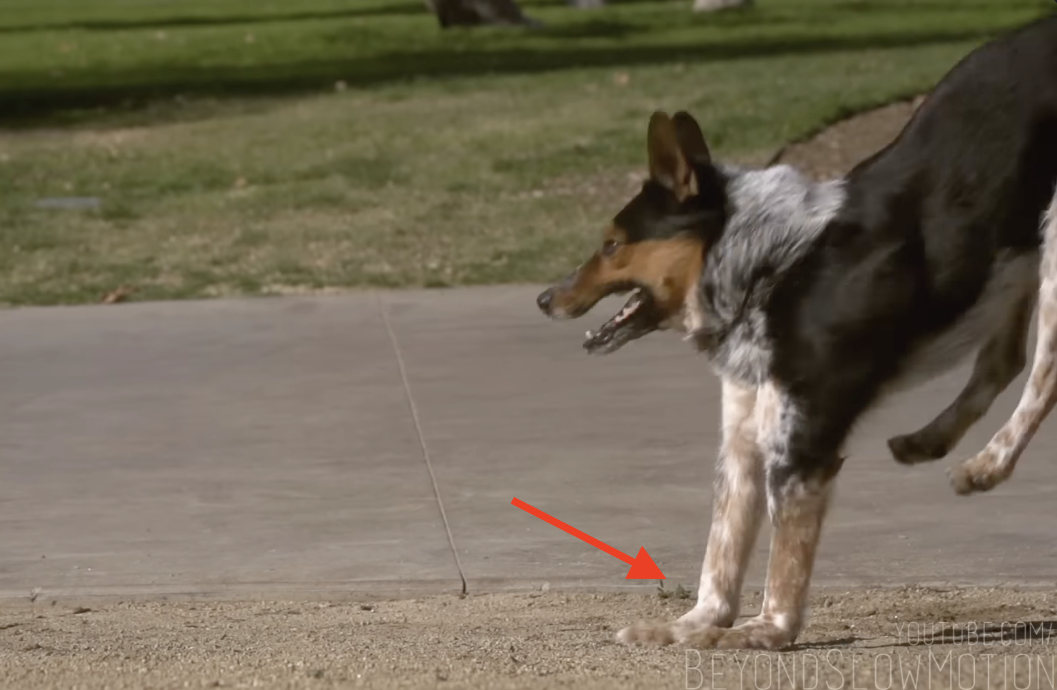 Why do dogs have an extra paw pad on their front legs? — Today You ...