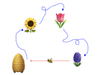 Why do we say "make a beeline"? — Today You Should Know