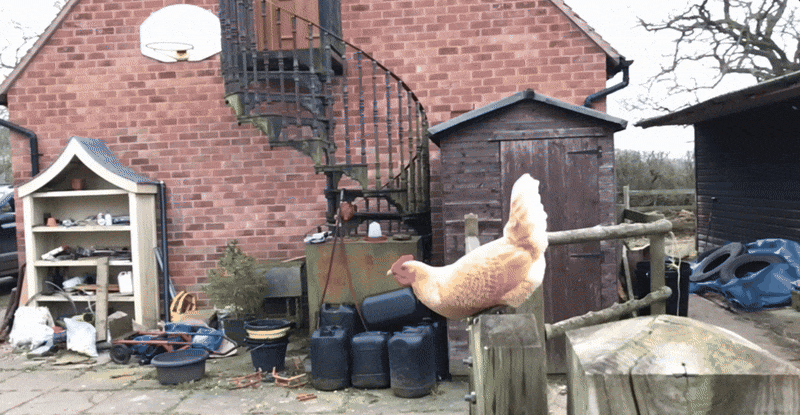 Why can't chickens fly? — Today You Should Know