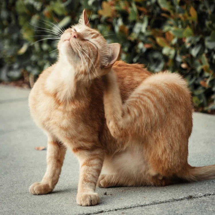 What exactly is an itch, and why do we get itchy? — Today You Should Know