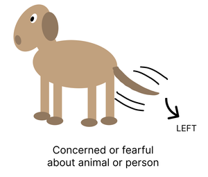 Why do dogs wag their tails? — Today You Should Know
