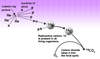 How does carbon dating work? — Today You Should Know