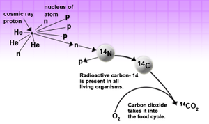 How does carbon dating work? — Today You Should Know