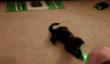 How do laser pointers work? — Today You Should Know