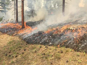 How do controlled burns work? — Today You Should Know
