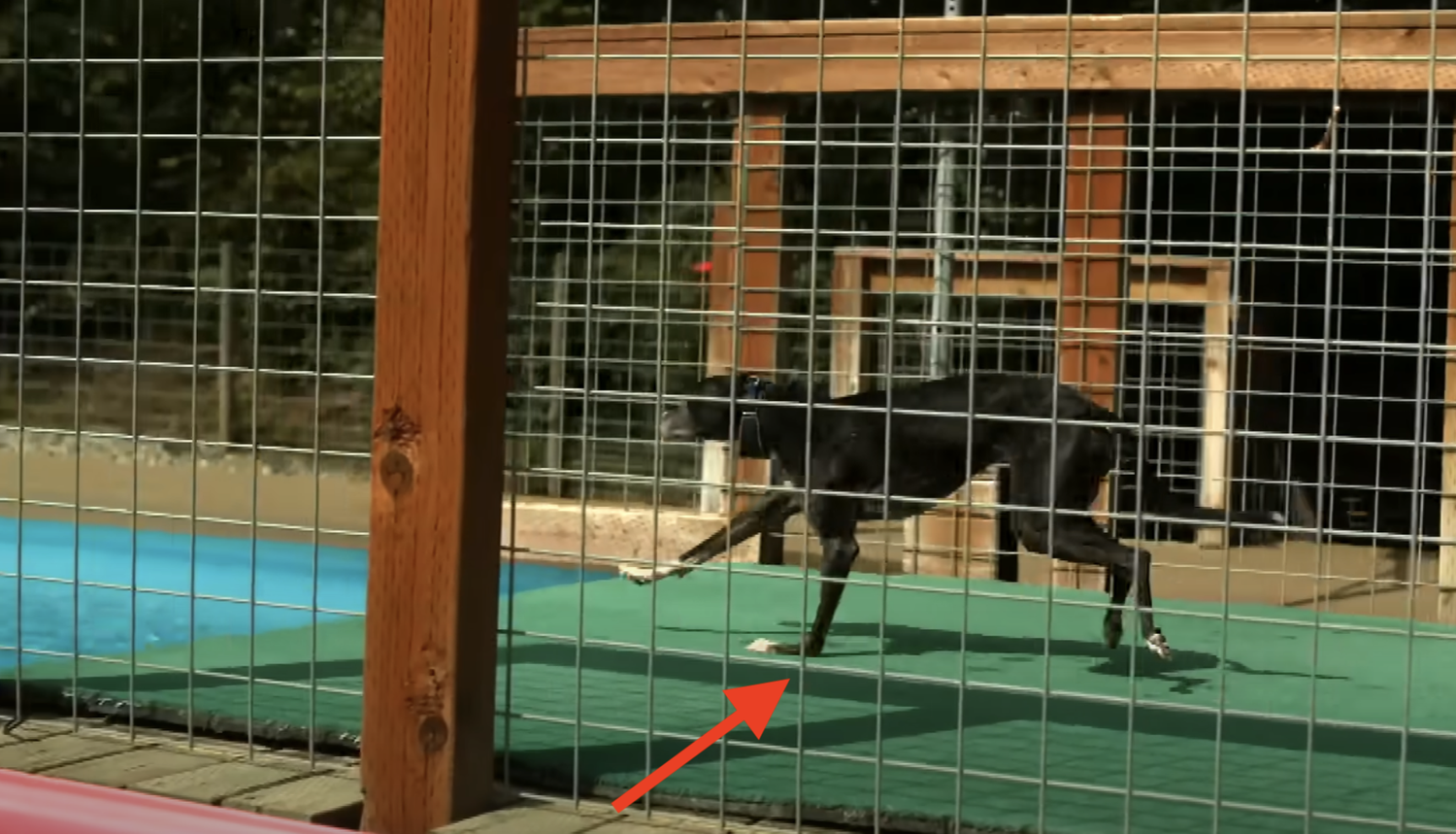 Why do dogs have an extra paw pad on their front legs? — Today You ...
