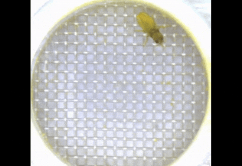 Why do flies rub their legs together? — Today You Should Know