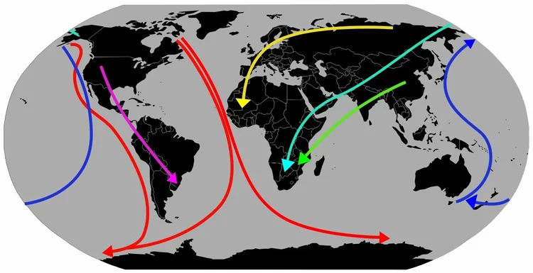 How do birds navigate during migration? — Today You Should Know