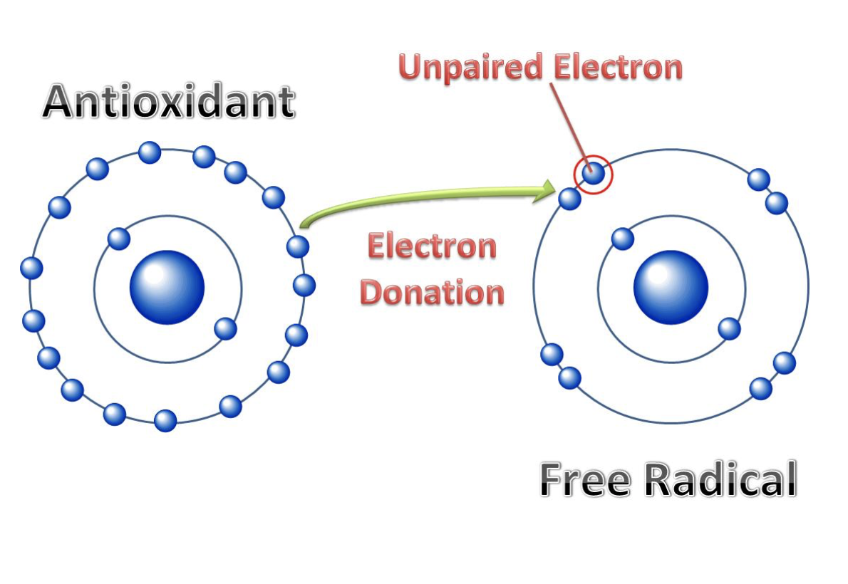 What Do Antioxidants Do And Why Do We Need Antioxidants If We Need